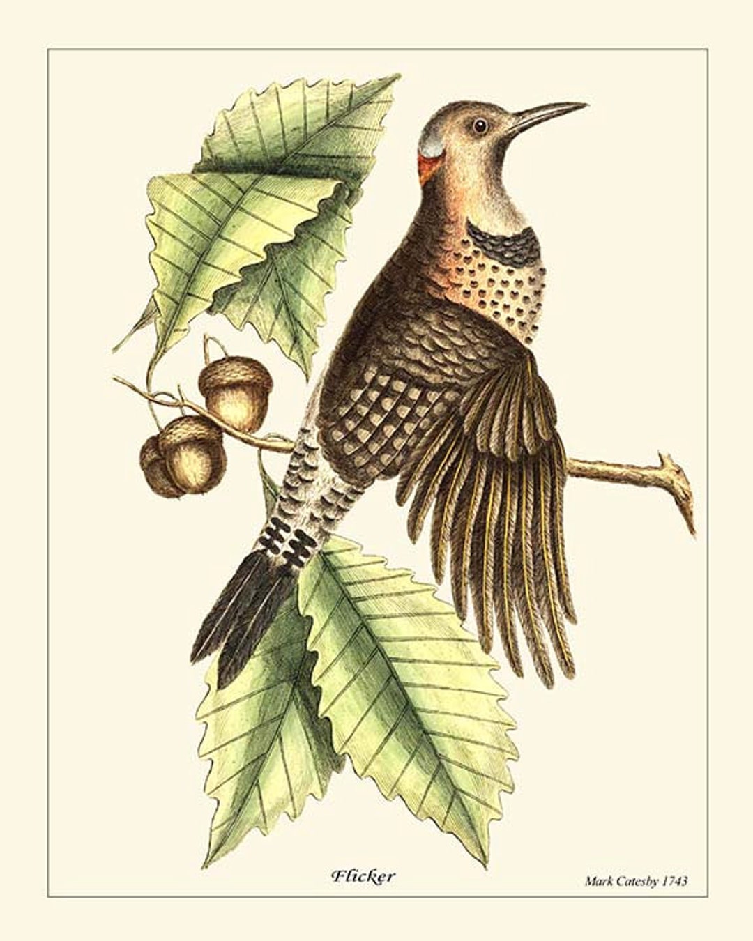 FLICKER Catesby Birds Antique Instant Digital Download Reproduction - Etsy