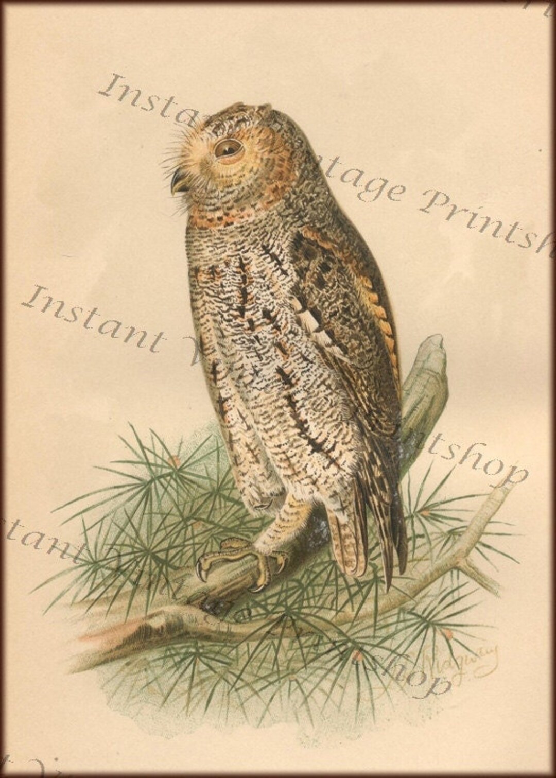 DWARF SCREECH OWL Instant High Resolution Digital Download - Etsy