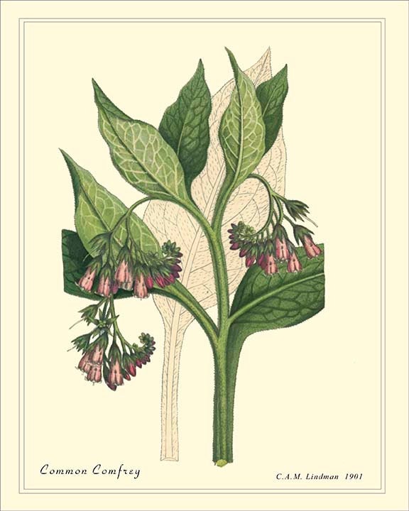 Comfrey Drawing