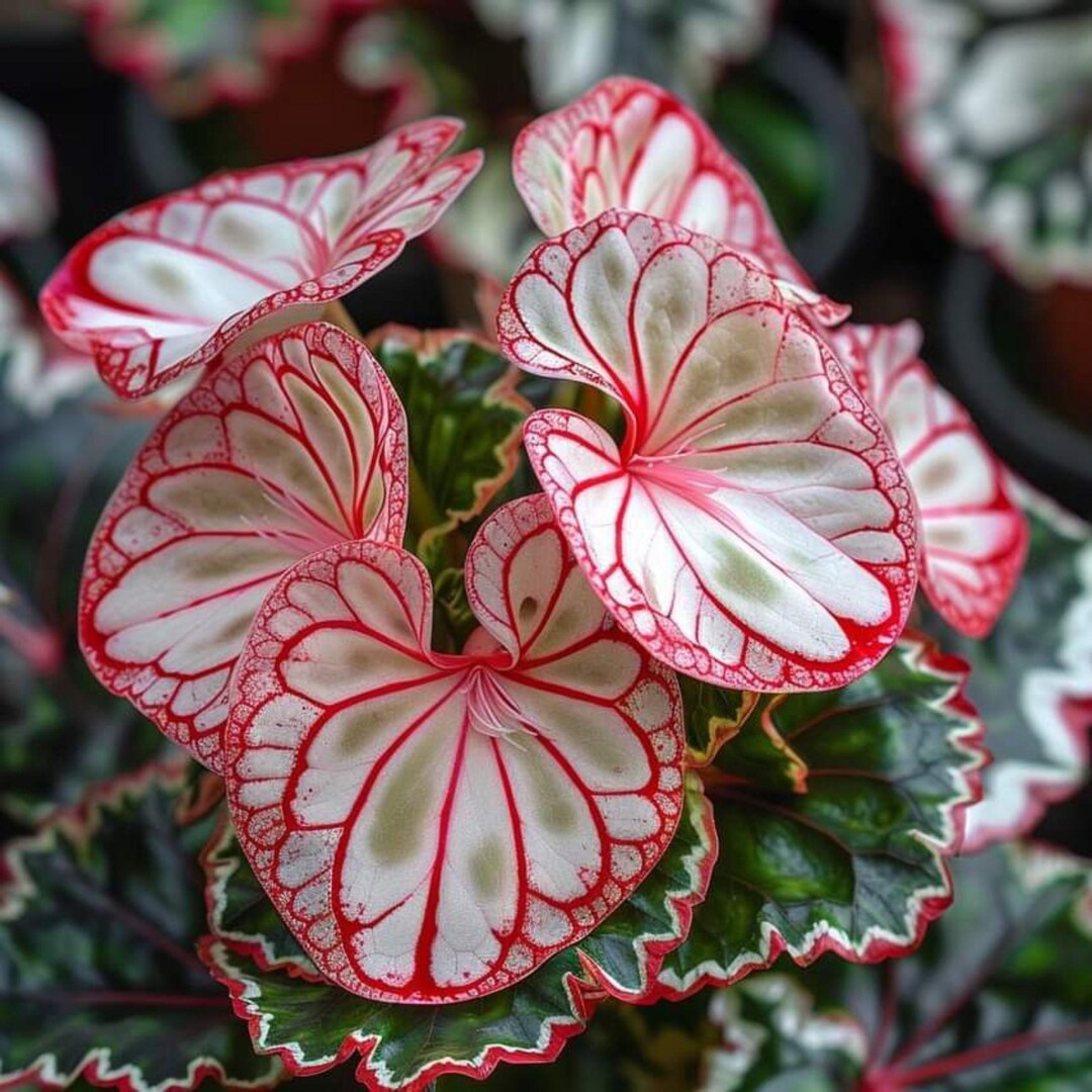 Caladium Bulbs Fancy Mix Pack of 10 Easy to Grow Colorful Perennial ...