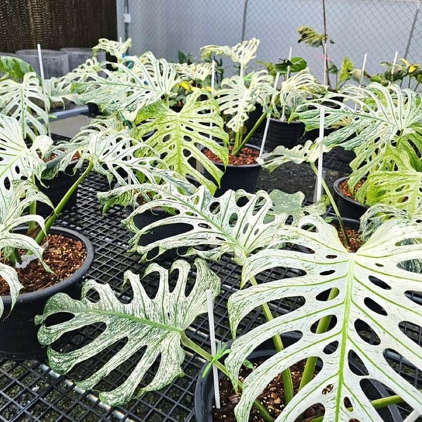 Monstera Deliciosa Variegated - Etsy