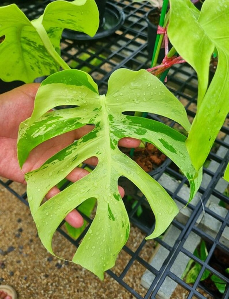 Monstera Light Lime Variegated One Leaf Rooted Node Cutting Indoor ...