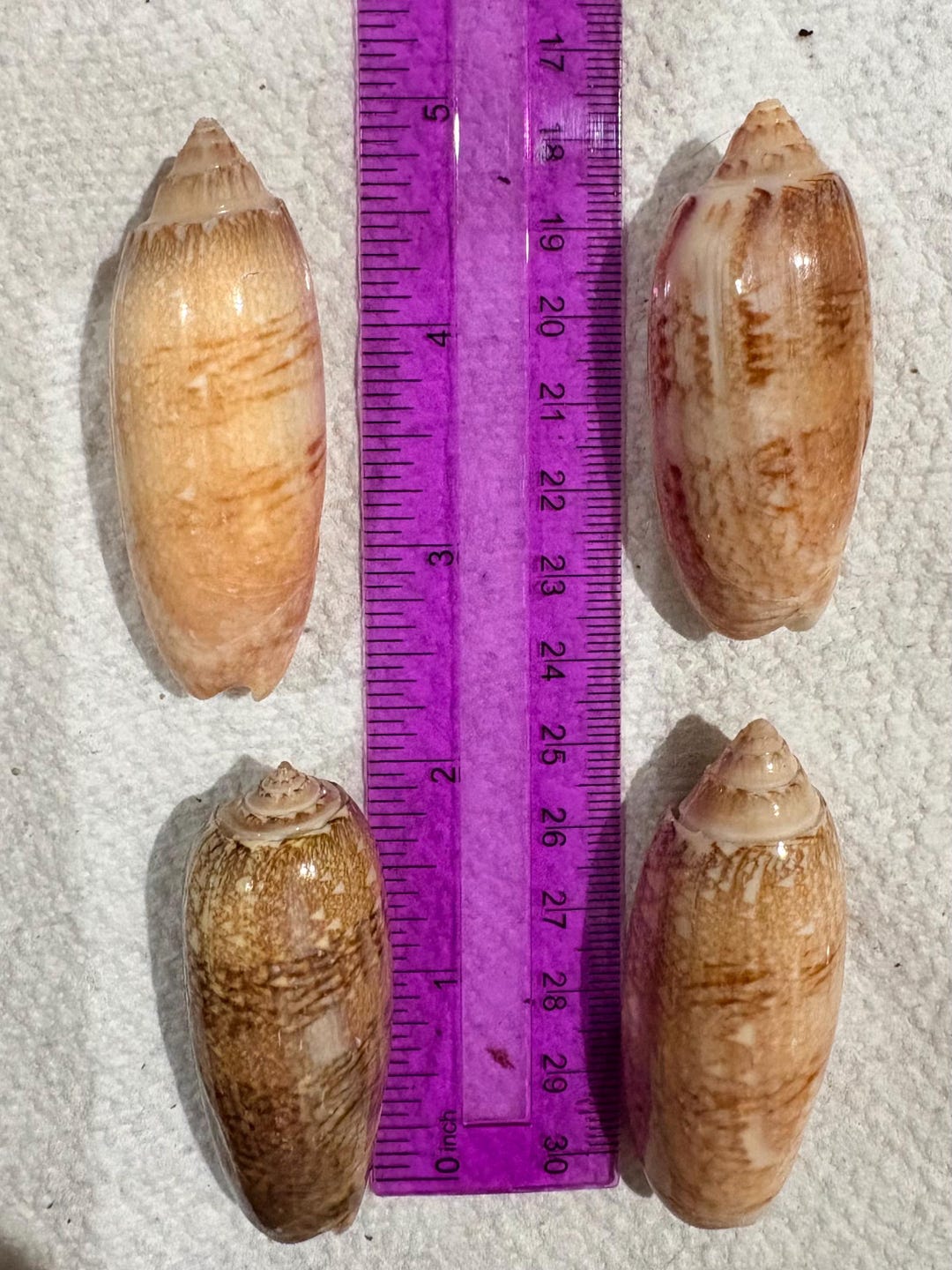 Large Florida Lettered Olive Shells - 2.2–2.6 Inches-large to Extra ...