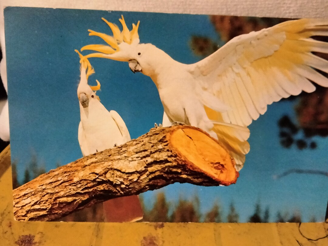 Beautiful Cockatoos - Parrot Jungle Near Miami, Florida - Vintage ...