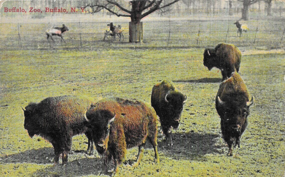 Buffalo Zoo Buffalo, New York Vintage Postcard - Etsy