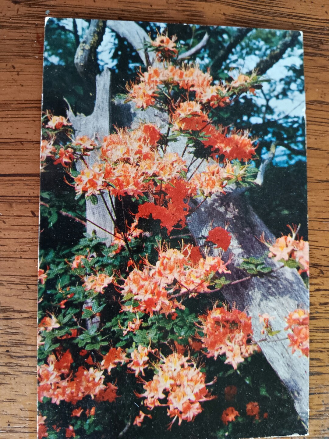 Flame Azalea in Full Bloom - Appalachian Mountains - Vintage Postcard ...