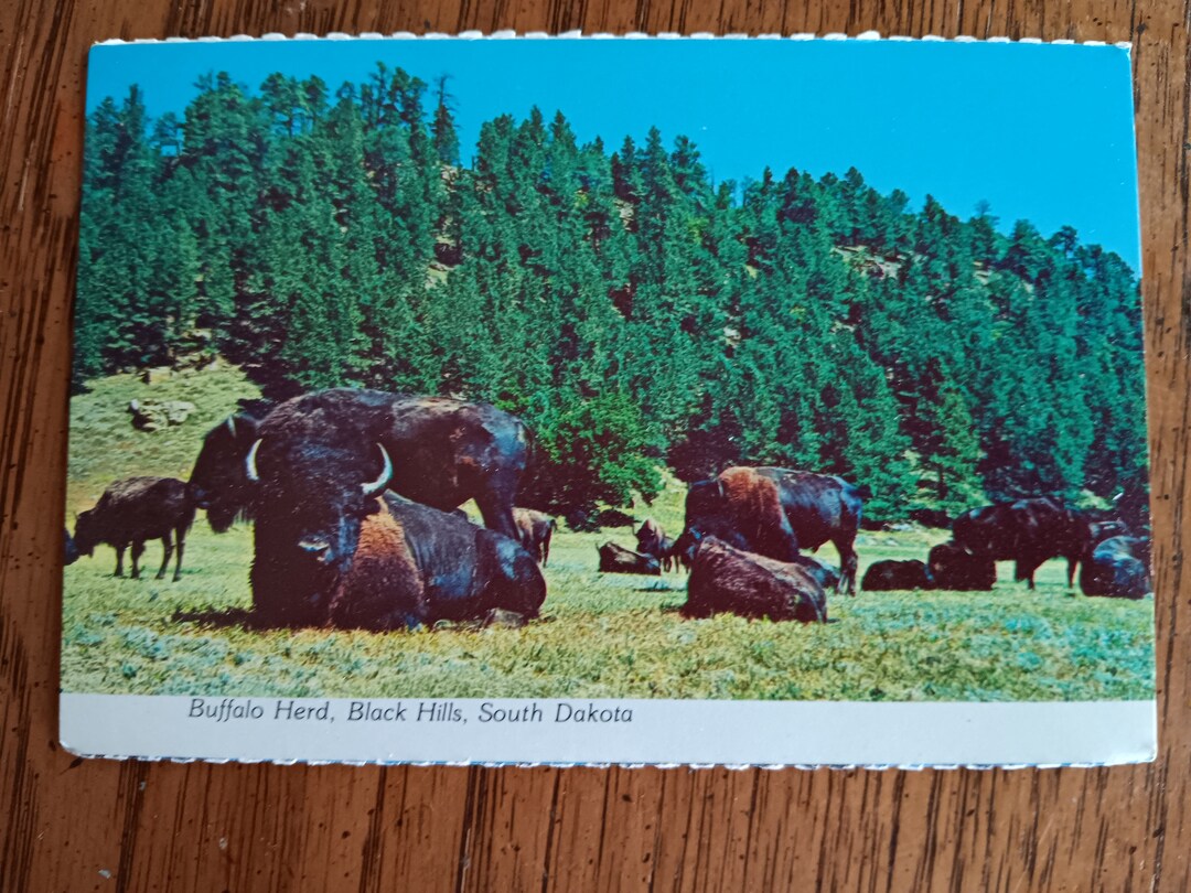 Buffalo Herds - Black Hills - South Dakota - Vintage Postcard - Etsy