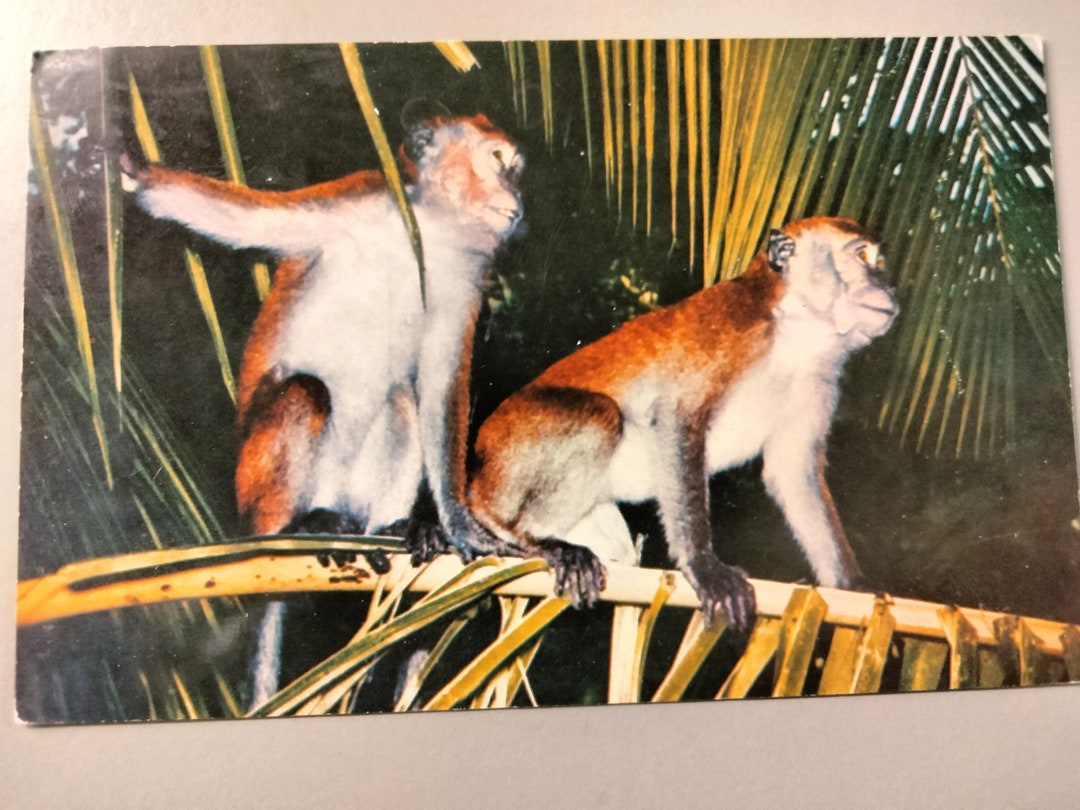 Florida Monkeys in Monkey Jungle - 1955 Vintage Postcard - Etsy