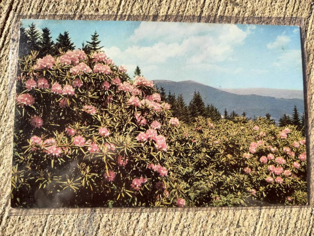 Purple Rhododendron in Full Bloom in the Southern Appalachian Mountains ...