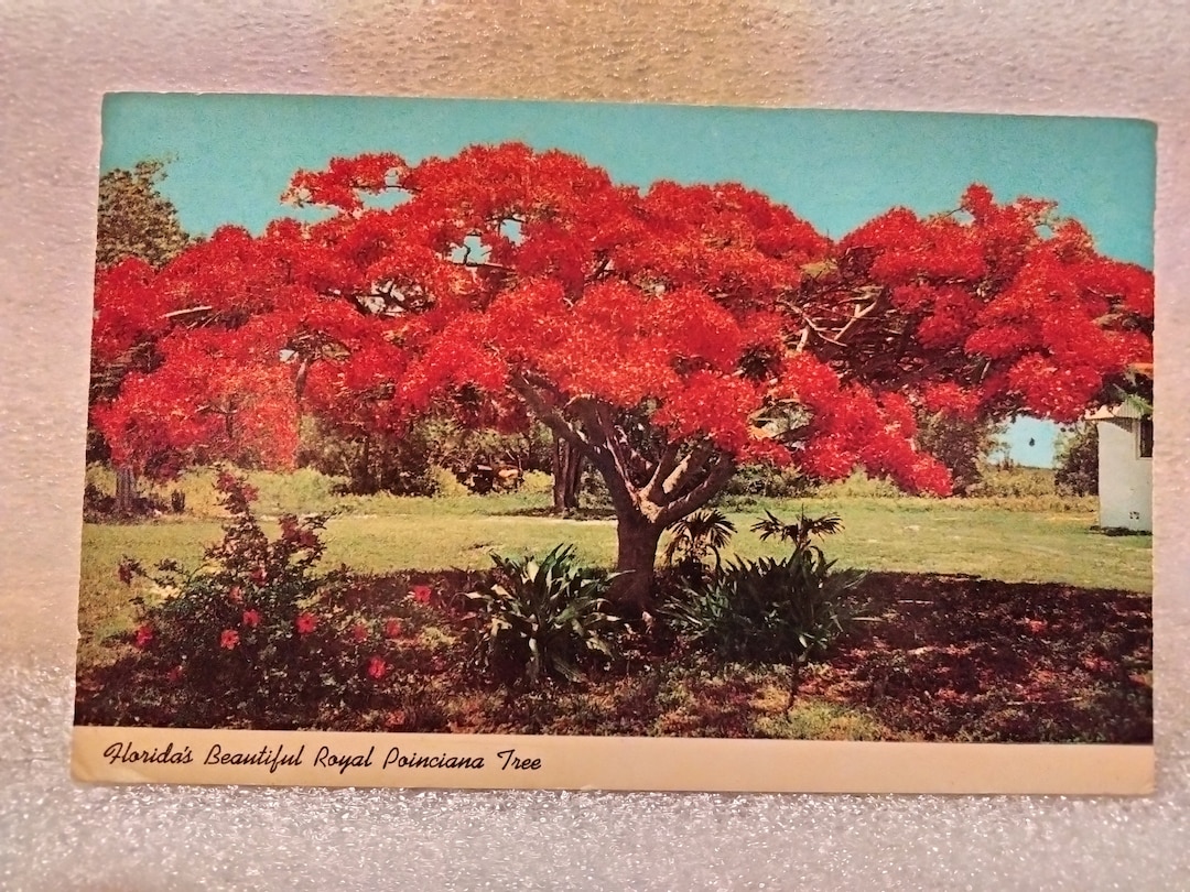 Florida's Beautiful Royal Poinciana Tree - 1978 Vintage Postcard - Etsy