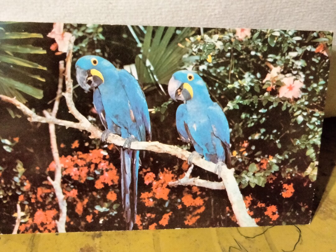 Hyacinthine Macaws - Parrot Jungle Near Miami, Florida - Vintage ...