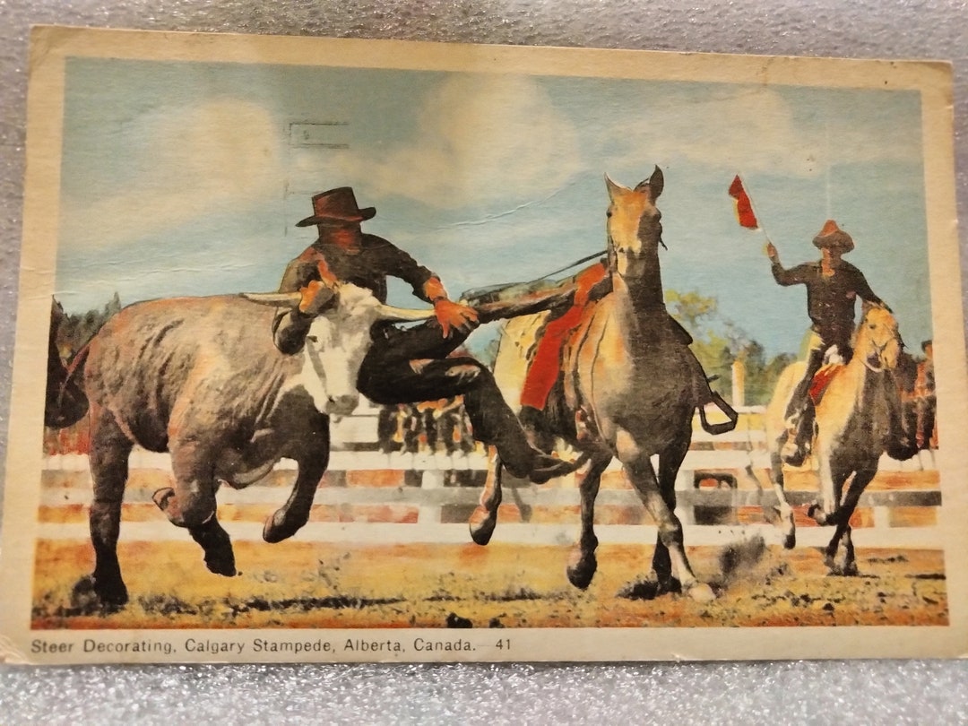 Steer Decoration - Calgary Stampede - Alberta, Canada - 1951 Vintage ...