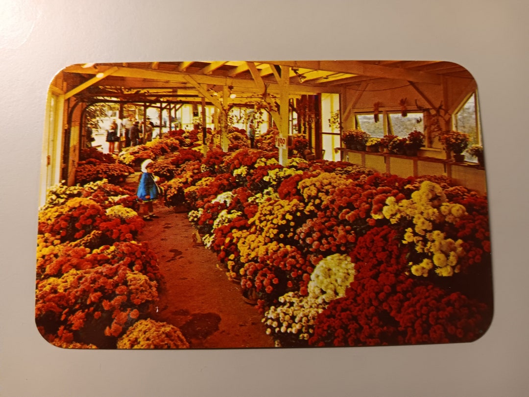 World's Largest Mum Garden - Farm of Buschke - North East, Pennsylvania ...