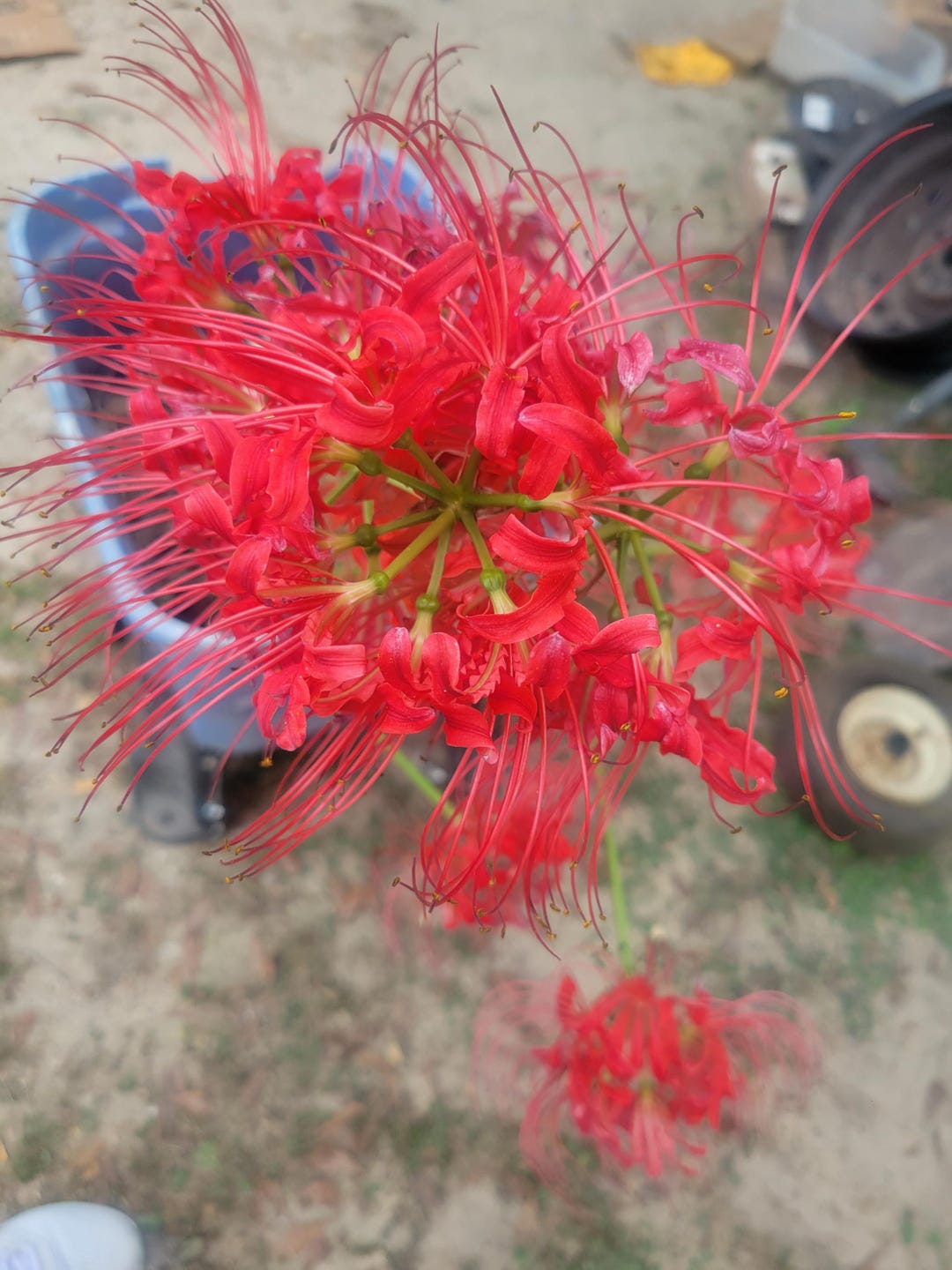 10 Large Heirloom Red Spider Lilly Bulbs Dug Fresh Upon Purchase ...