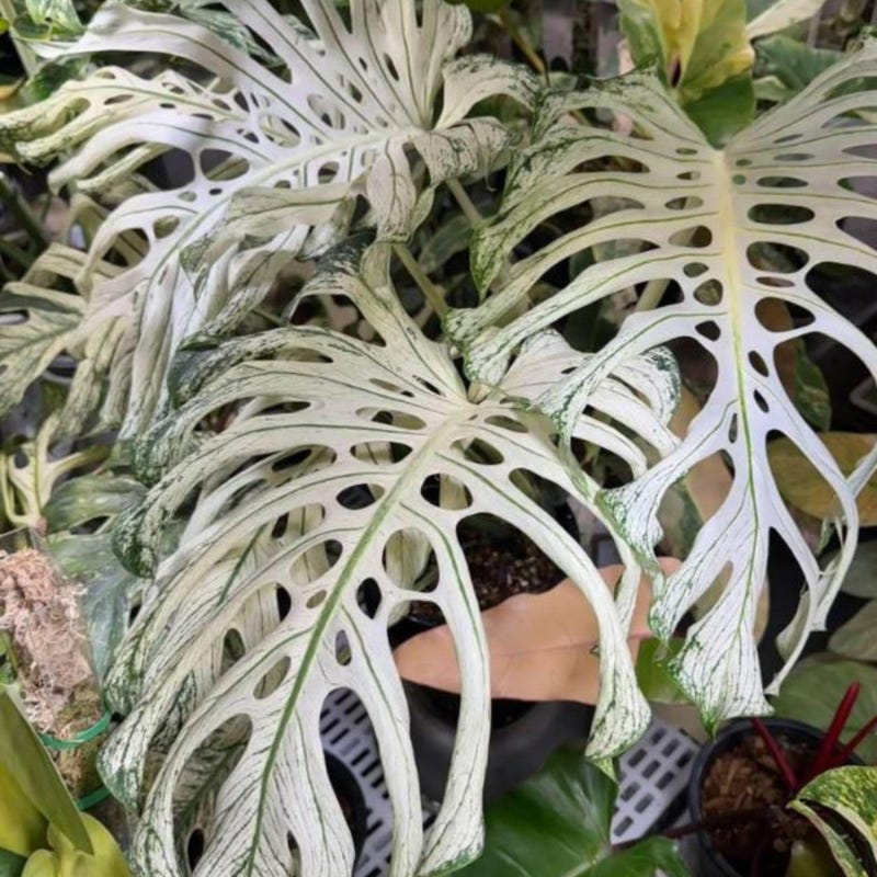 Monstera Devil Monster - Etsy