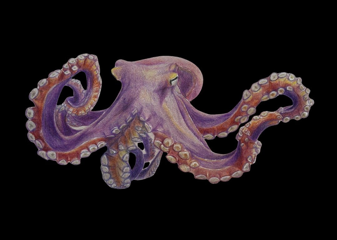 Hand Drawn Purple Octopus Digital Download PNG; Ocean Collection ...