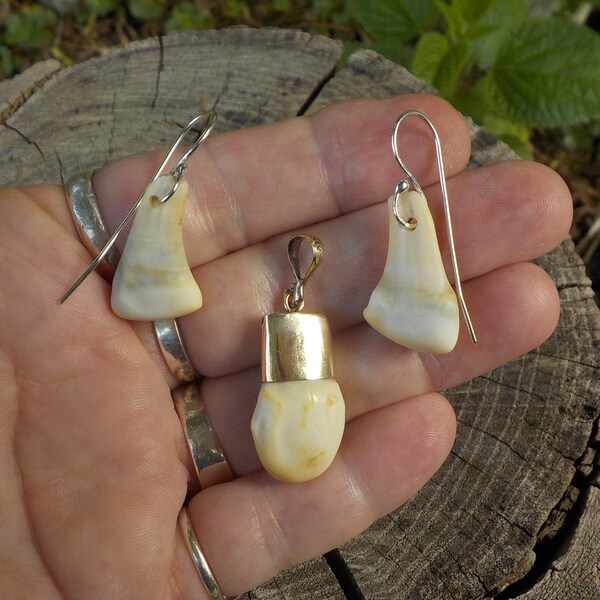 Elk Teeth - Etsy