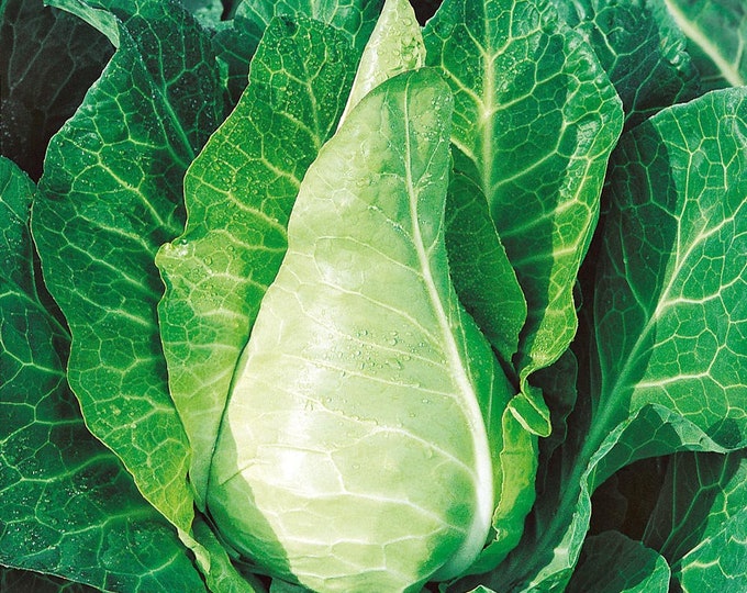 Filderkraut Cabbage Seeds Ark of Taste Seeds Heirloom Seeds Fall Garden ...