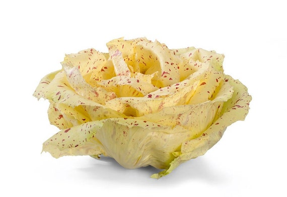 Castelfranco Radicchio Seeds Italian Seeds 25 seeds | Etsy