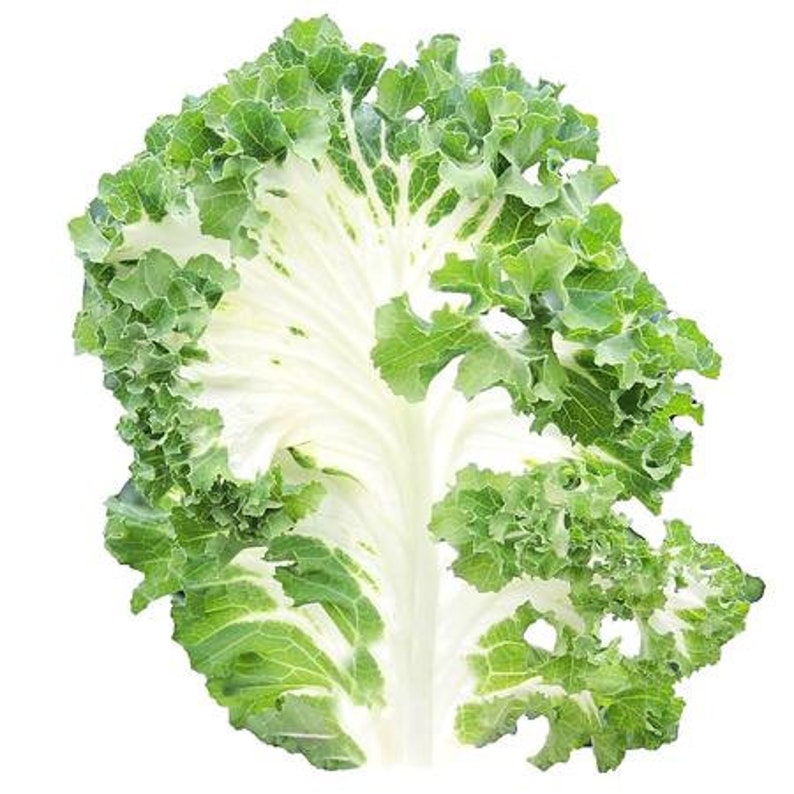 Casper Kale 25 Seeds | Etsy