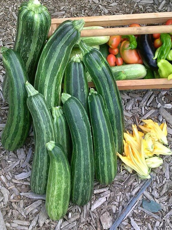 Zucchini Seeds Striato Italian seeds Heirloom Striped zucchini | Etsy