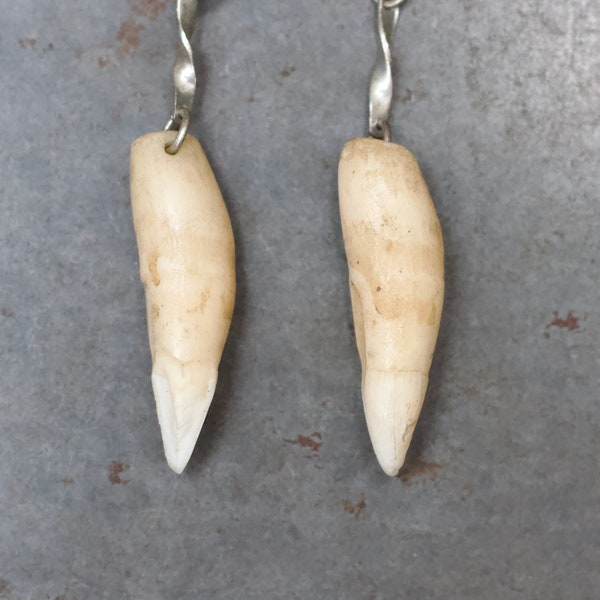 Wild Boar Teeth - Etsy