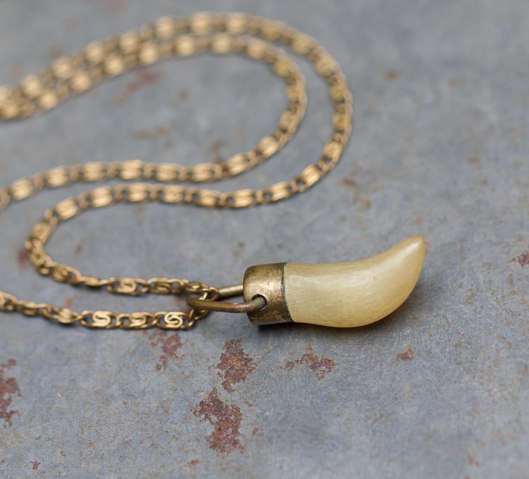Canine Tooth Necklace - Real Fang Choker on Ornate Rolled Gold on ...