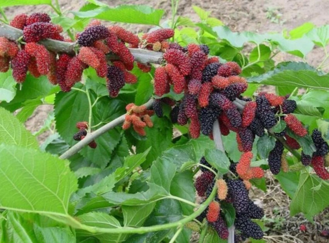Set 2 Dwarf Everbearing Mulberry Live Starter Plants - 4-8" Tall - Ship ...