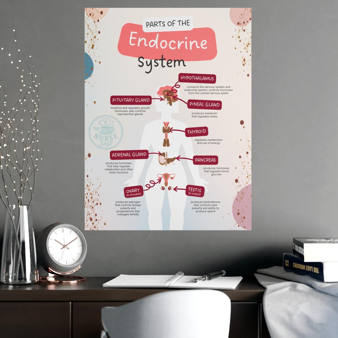 Endocrine System Poster: Educational Anatomy Wall Art - Etsy