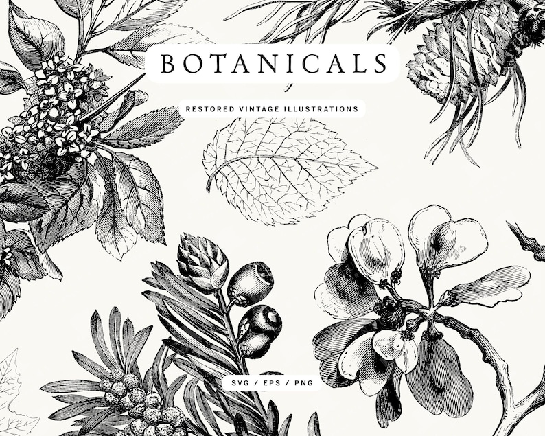 Vintage Botanical Leaf Clipart: Elm, Fir, Yew (PNG, SVG, EPS) - Etsy