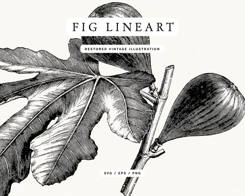 Vintage Fig Fruit Line Art Illustration - SVG, EPS, and PNG Formats - Etsy