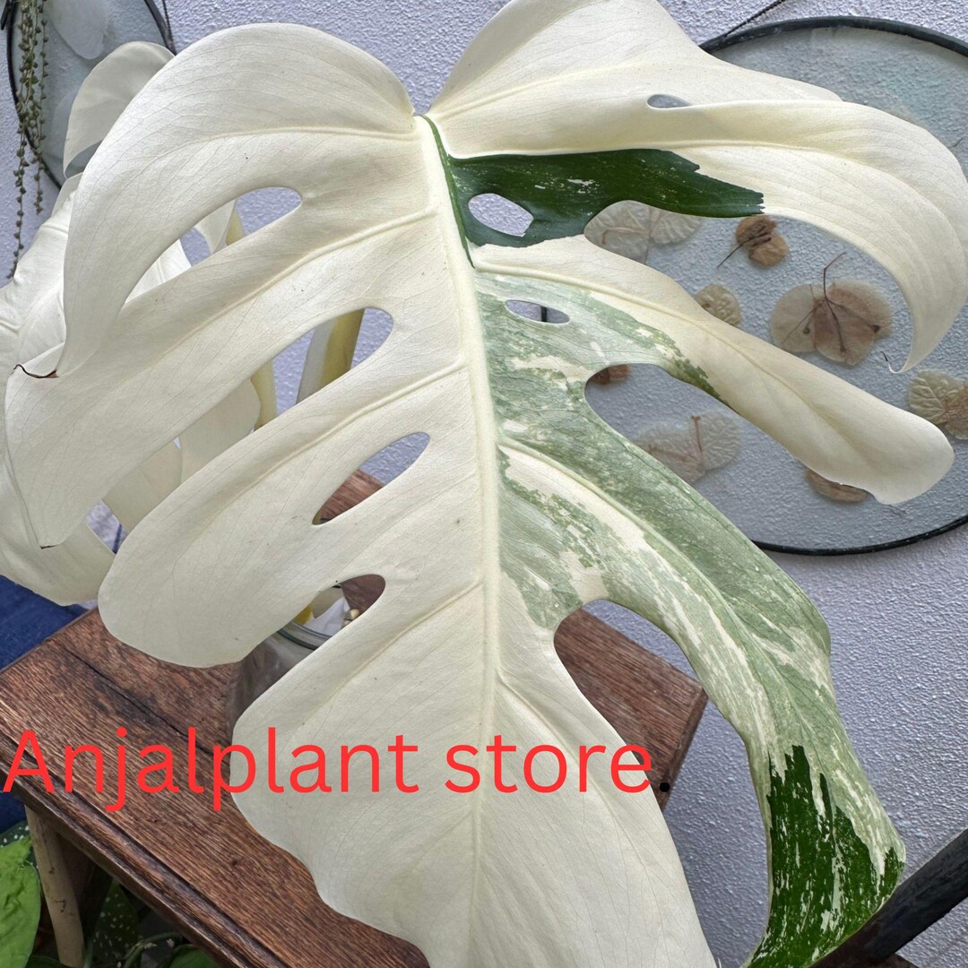 Seltene Monstera Arten