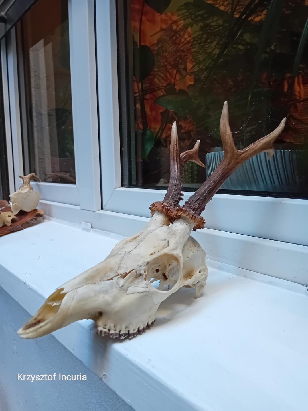 Roe Deer Skull Teeth Fangs Antlers Taxidermy Natural Science Education ...