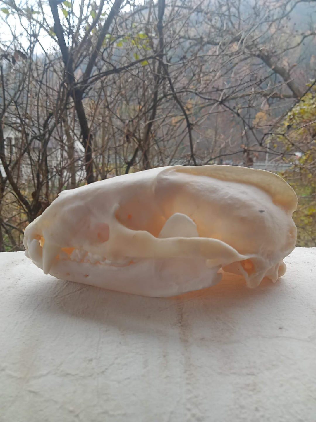 High Mountains Badger Skull Teeth Skeleton Study Taxidermy Home Decor ...