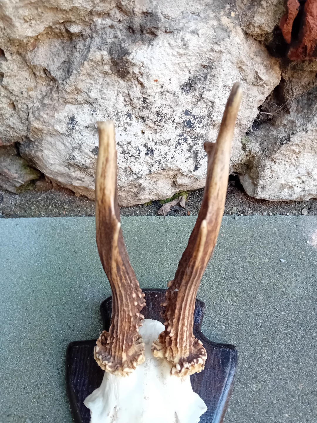 Roe Deer Roebuck Deer Skull With Antlers Mounted Hand Carved Wooden ...