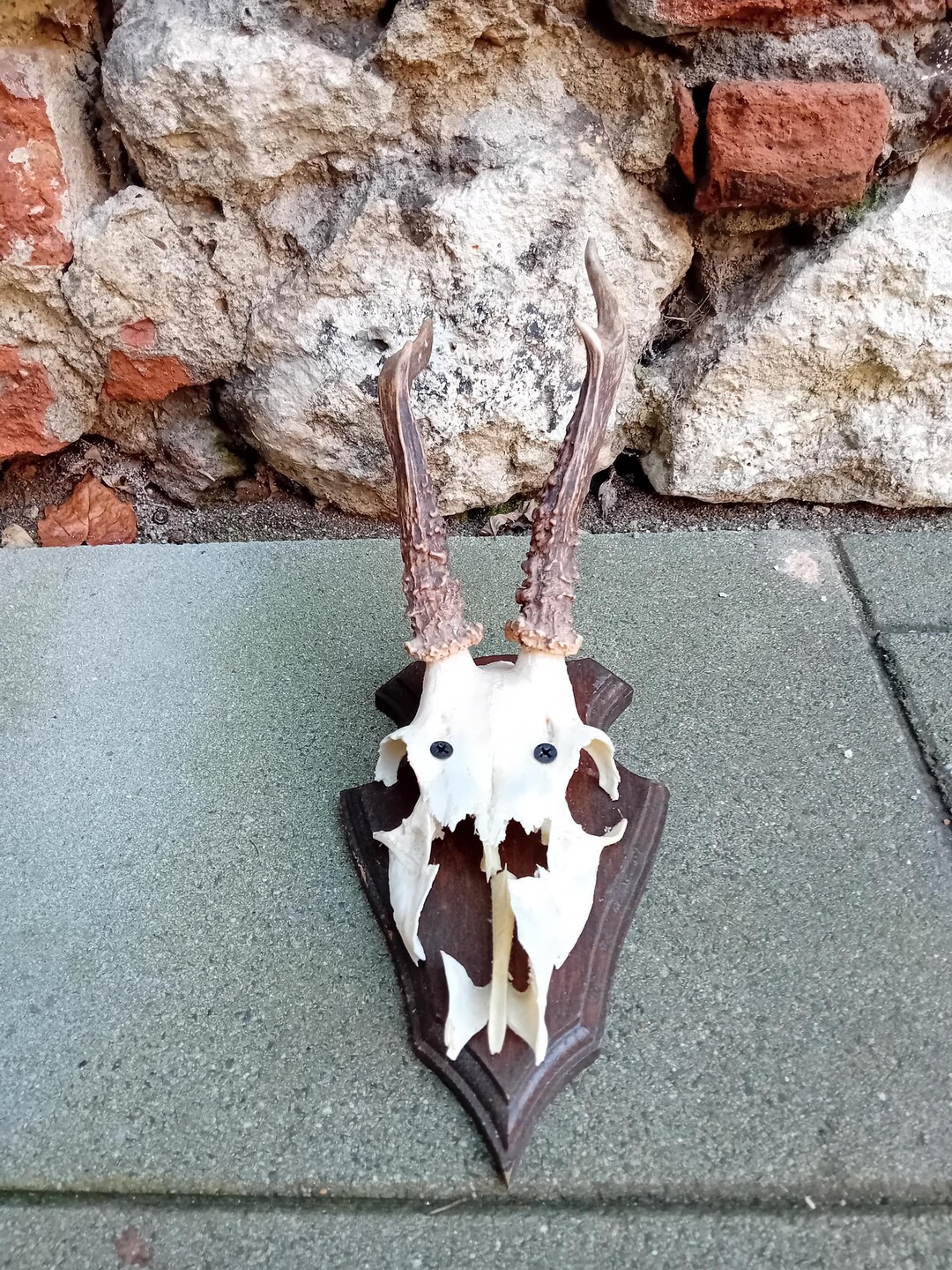 Roe Deer Roebuck Deer Skull With Antlers Mounted Hand Carved Wooden ...