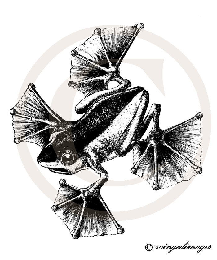 Flying Frog Instant Download Digital Image No.12 Iron-on Transfer to ...