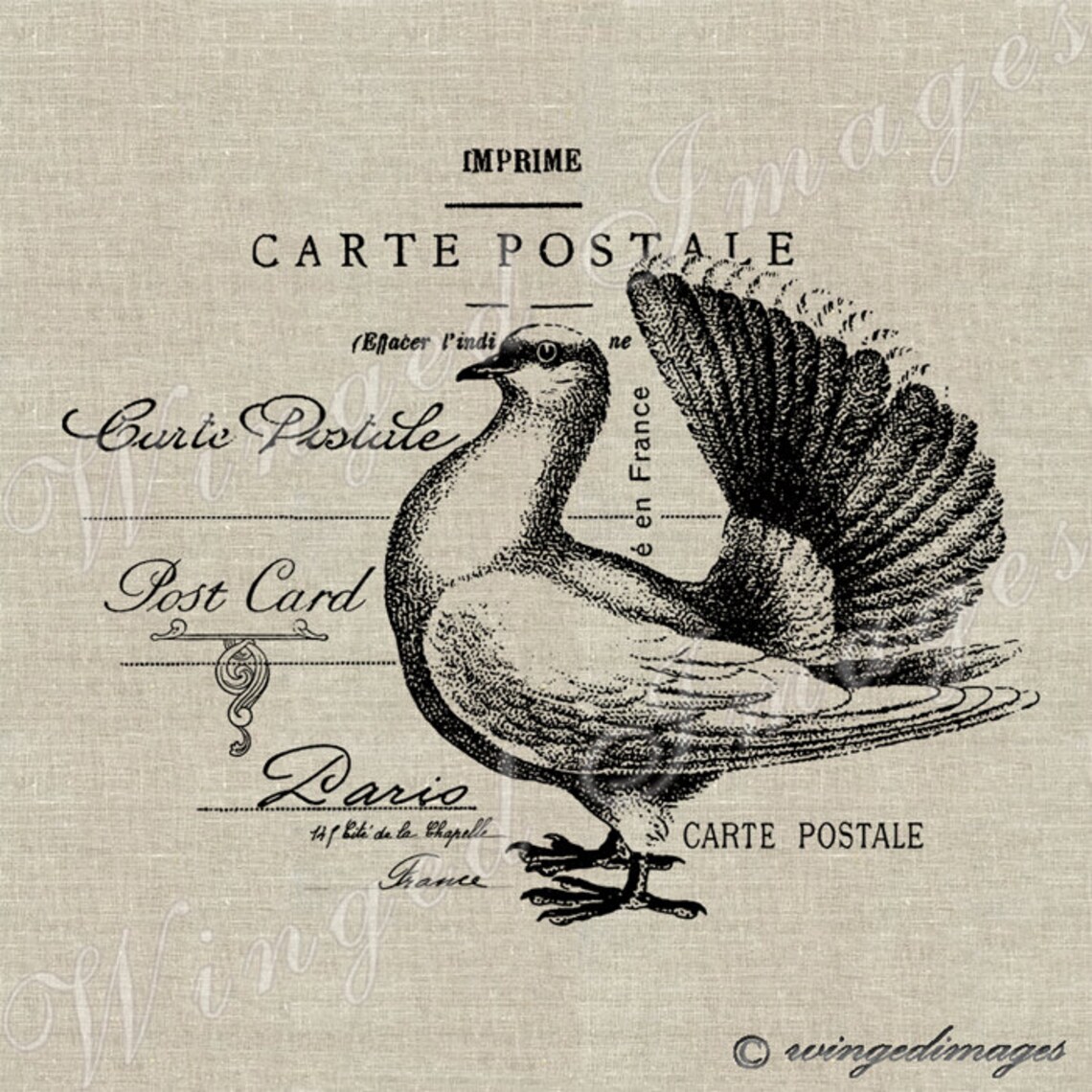 Vintage French Dove Postcard Instant Download Digital Image No.79 Iron ...