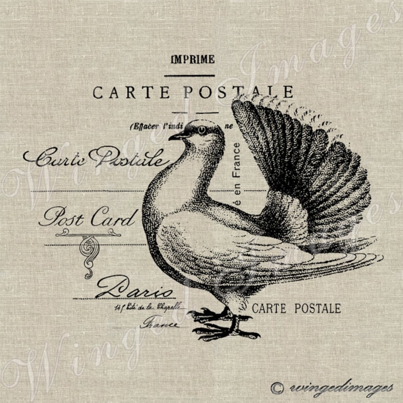 Vintage French Dove Postcard Instant Download Digital Image No.79 Iron ...