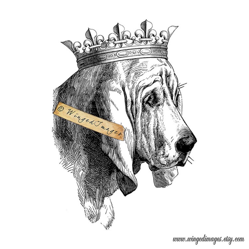 Bloodhound. Instant Download Digital Image No.208 Iron-on Transfer to ...
