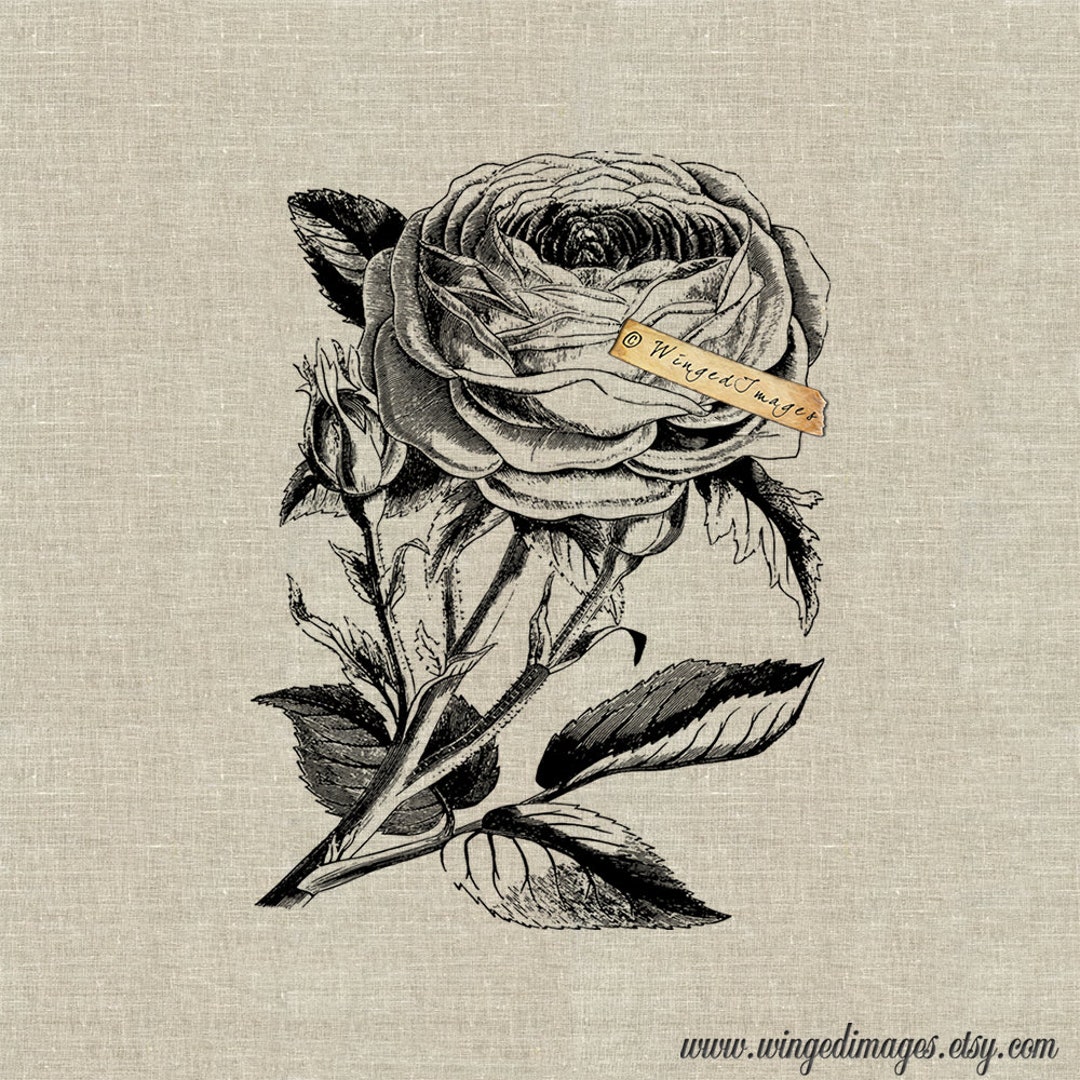 Cabbage Rose Instant Download Digital Image No.54 Iron-on Transfer to ...