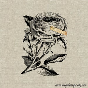 Cabbage Rose Instant Download Digital Image No.54 Iron-on Transfer to ...