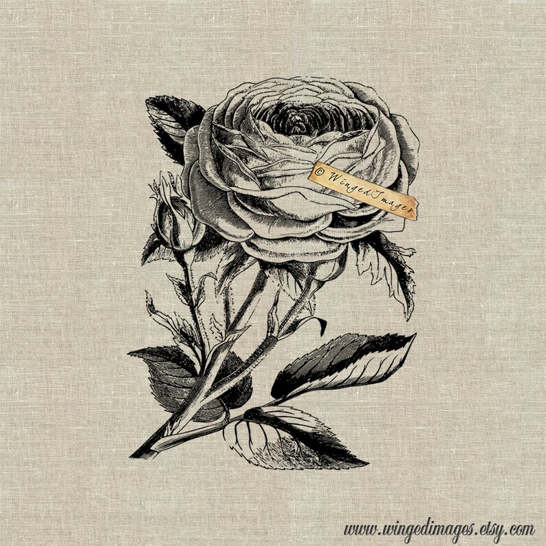 Cabbage Rose Instant Download Digital Image No.54 Iron-on Transfer to ...