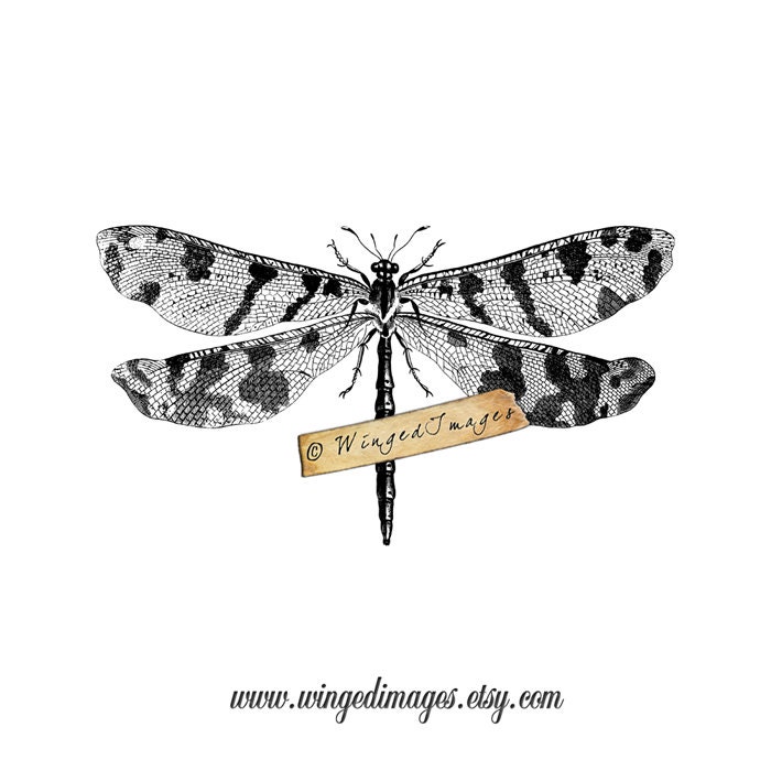 Dragonfly. Instant Download Digital Image No.244 Iron-on Transfer to ...