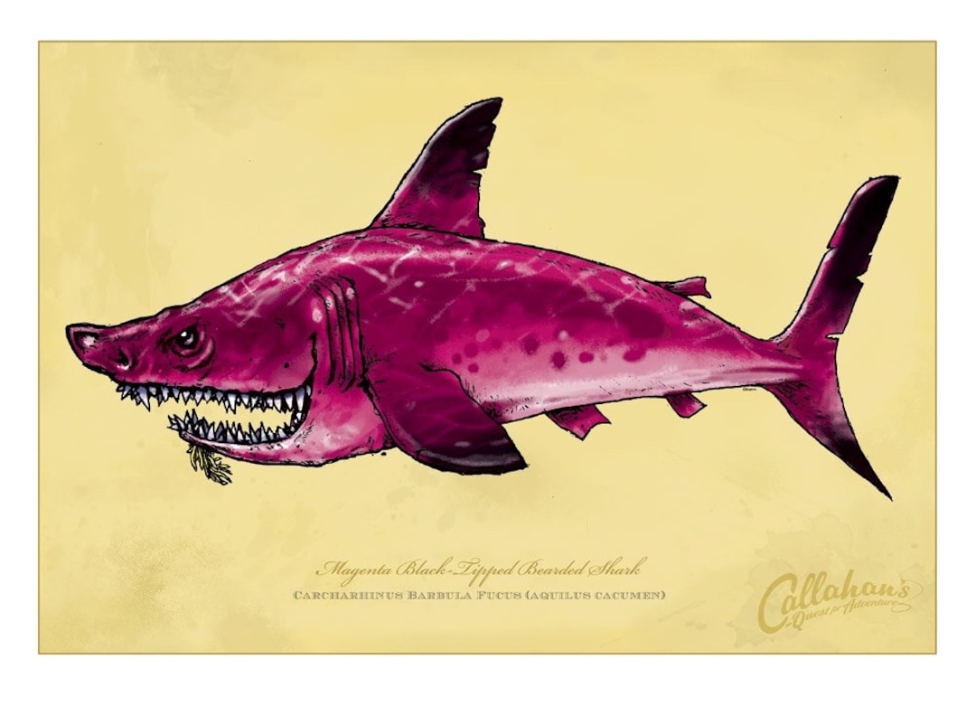 Magenta Black-tipped Bearded Shark Signed Print on Bright - Etsy