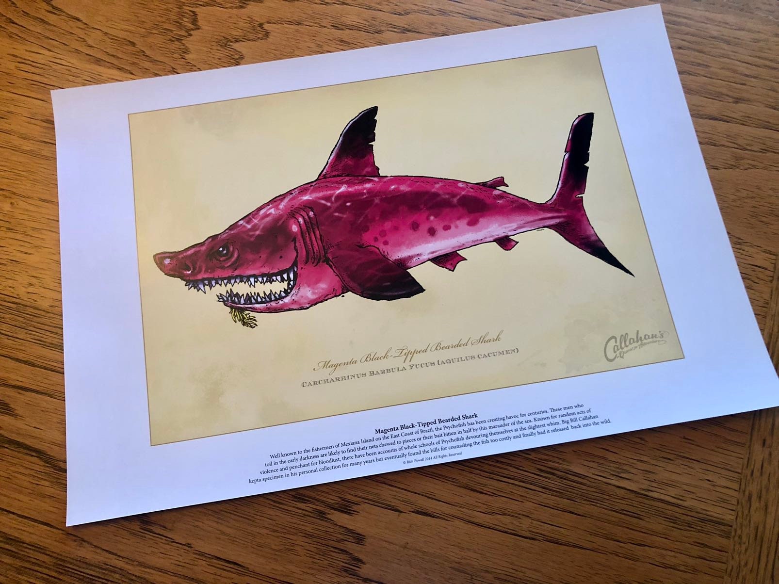 Magenta Black-tipped Bearded Shark Signed Print on Bright - Etsy