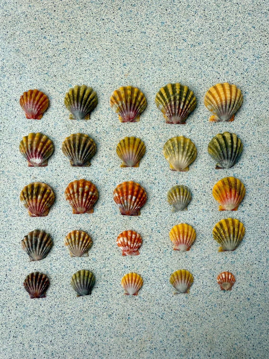 Beautiful Sunrise Shell of Your Choice 1 Rare Hawaiian Authentic ...