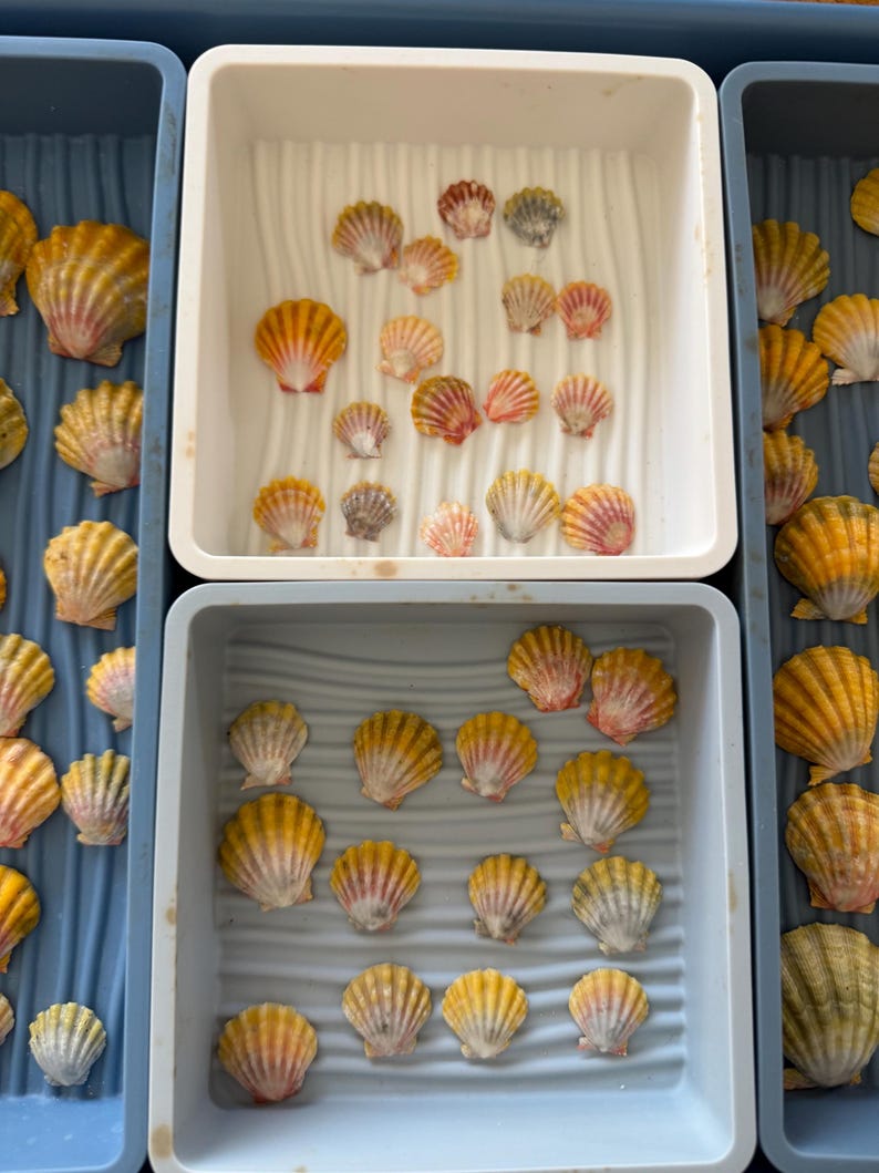 Beautiful Sunrise Shell of Your Choice 1 Rare Hawaiian Authentic ...