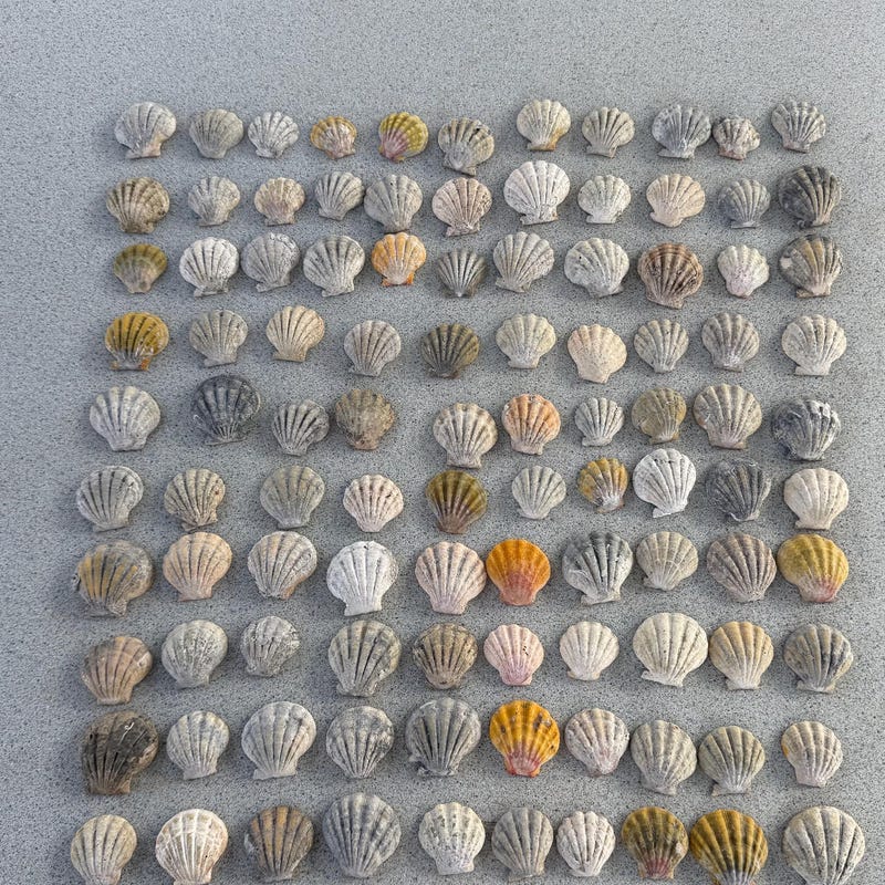 Rare Shells - Etsy