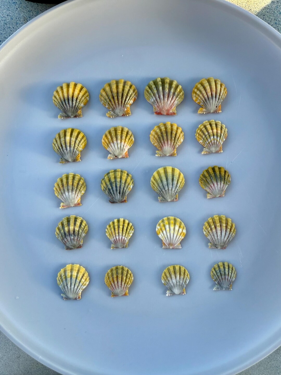 Amazing Sunrise Shell of Your Choice 1 Beautiful Rare Hawaiian ...